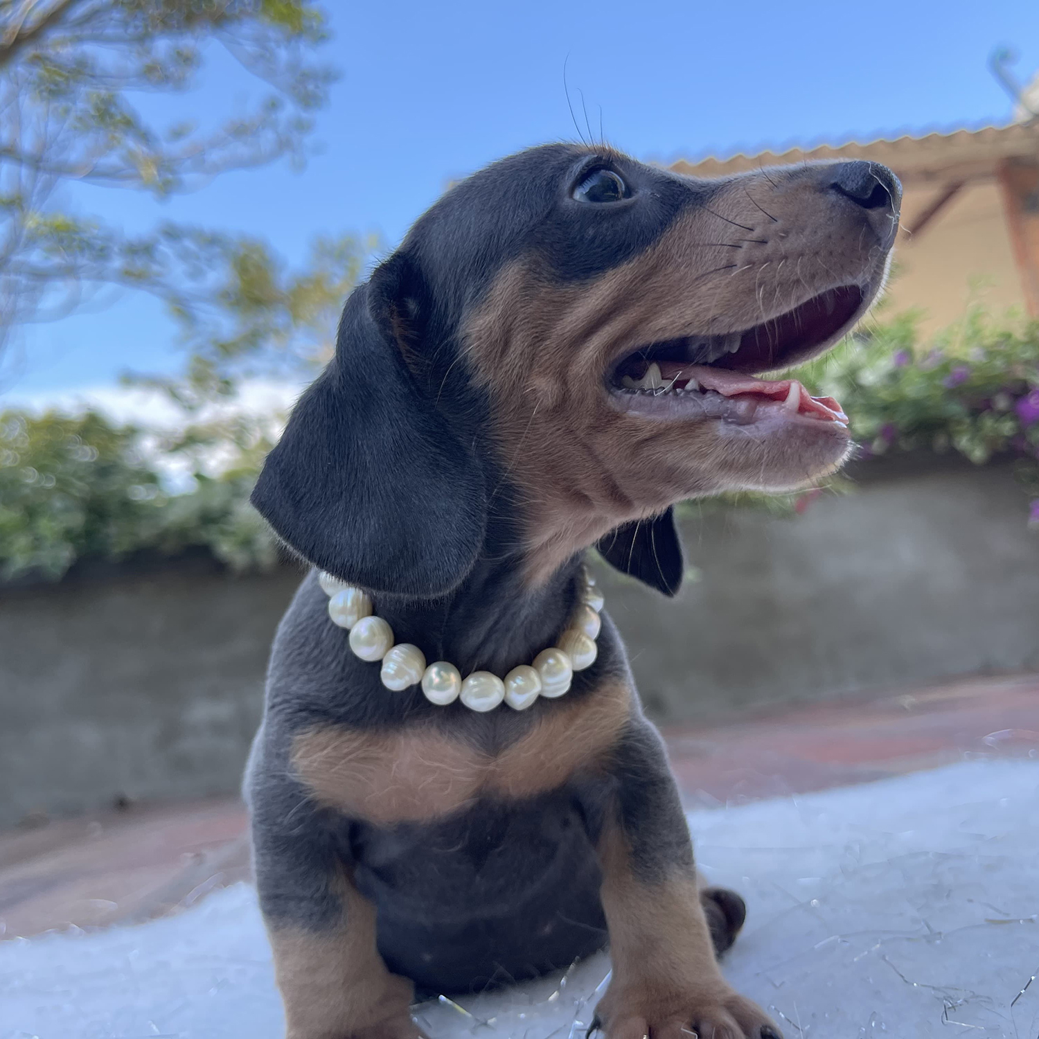 Perro Salchicha Colombia • TECKELMARI – Venta de Teckel • Perro Salchicha
